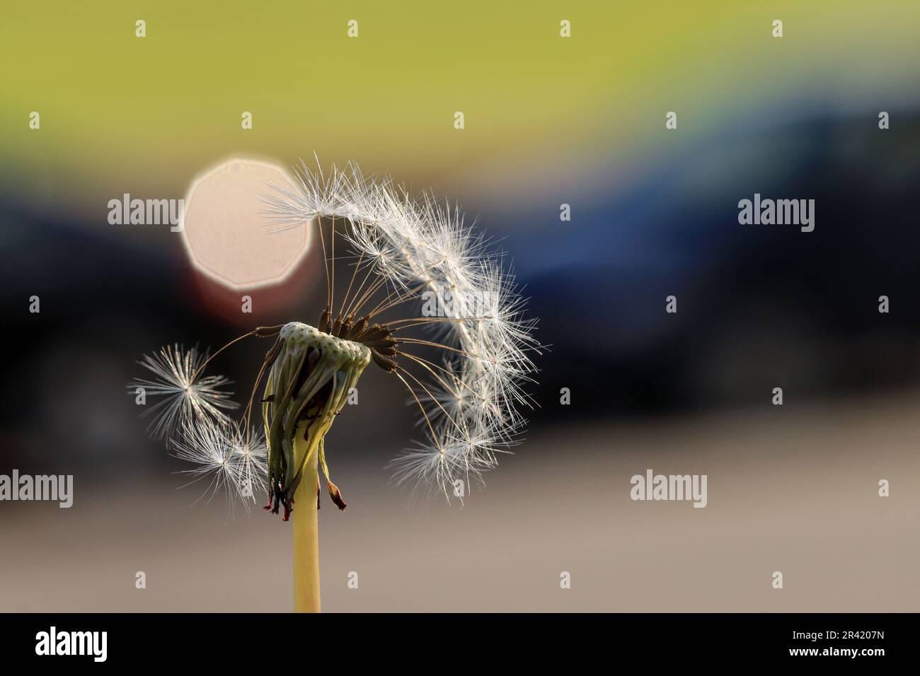 Symbolic nature background hi-res stock photography and images - Alamy