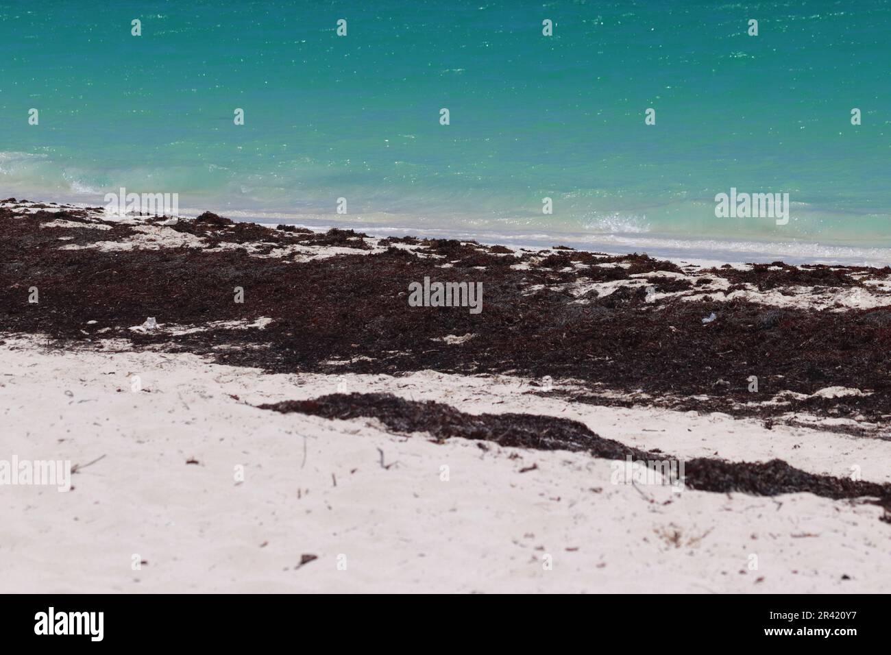 Cancun sargasso hi-res stock photography and images - Alamy