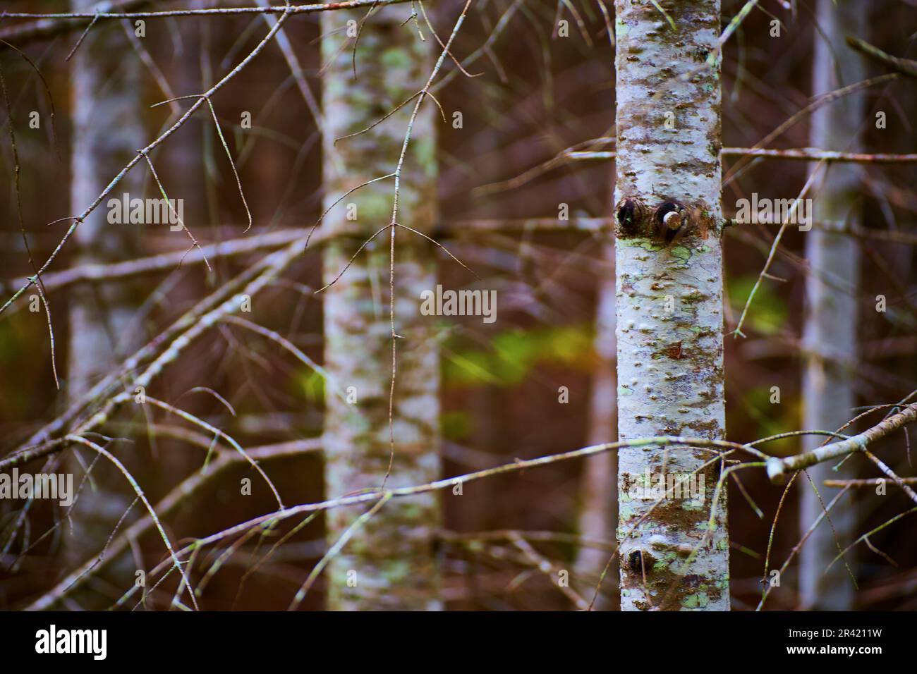 Spindly branches of trees with sharp sticks possibly aspen or birch ...