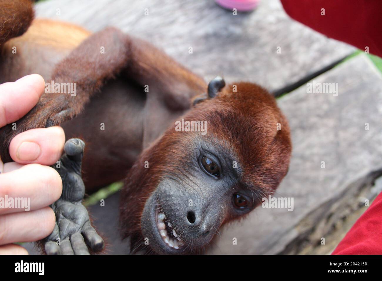 adorable juvenile monkey Stock Photo - Alamy