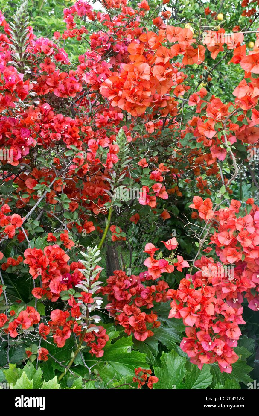 Perennial bougainvillea shrub blooms in Southern California during the ...