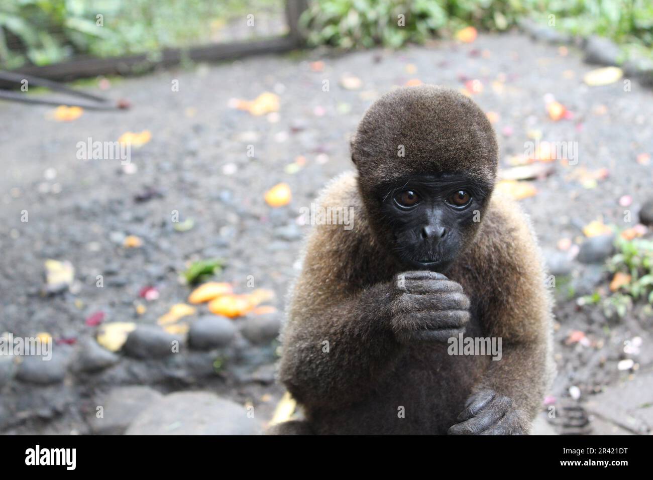 adorable juvenile monkey Stock Photo - Alamy