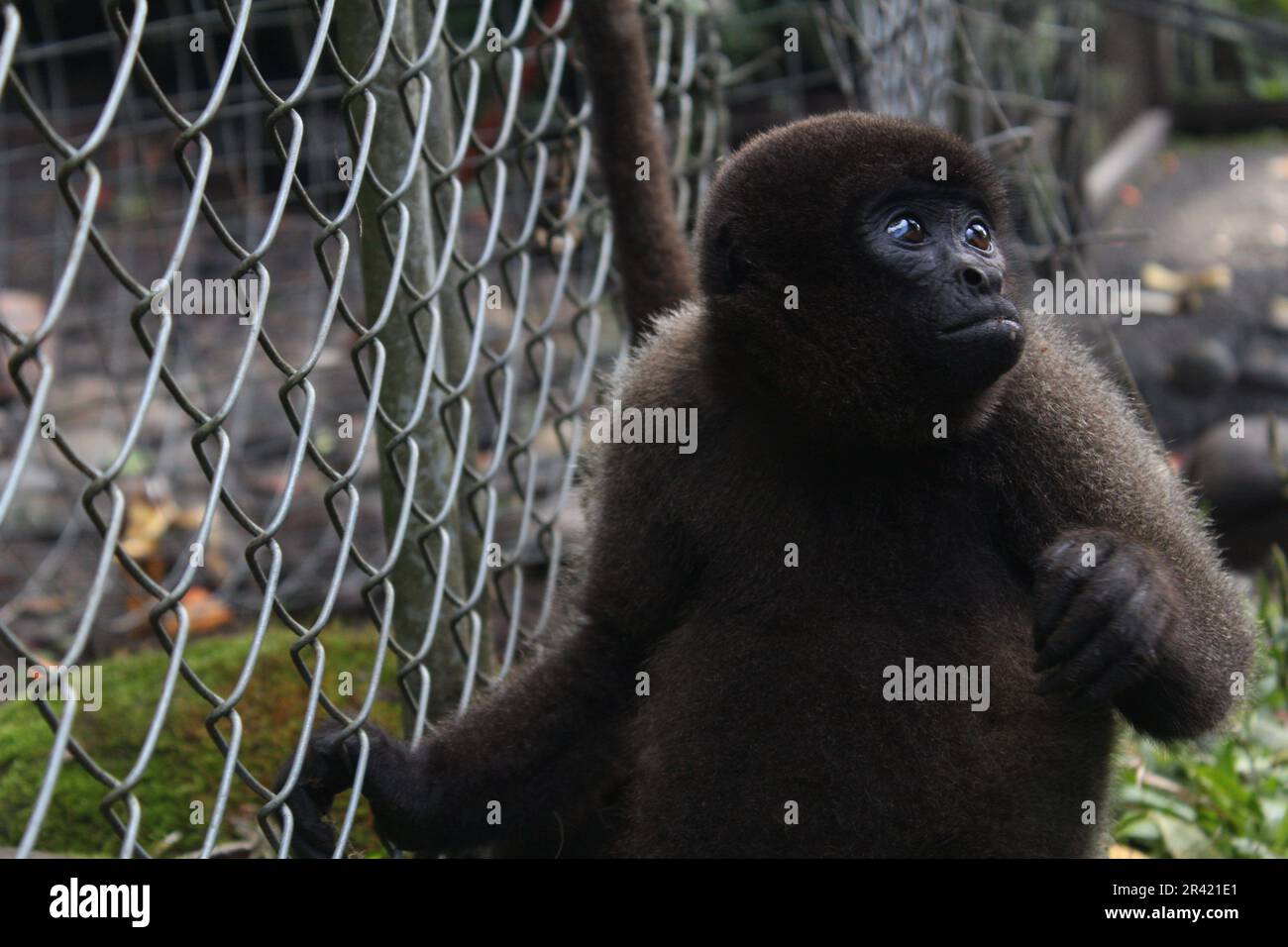 adorable juvenile monkey Stock Photo - Alamy