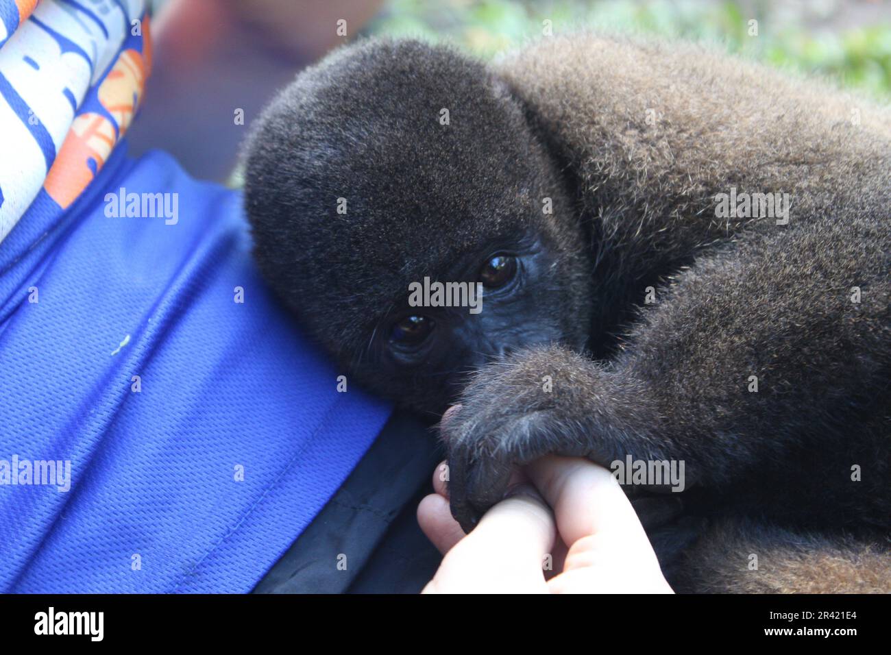 adorable juvenile monkey Stock Photo - Alamy