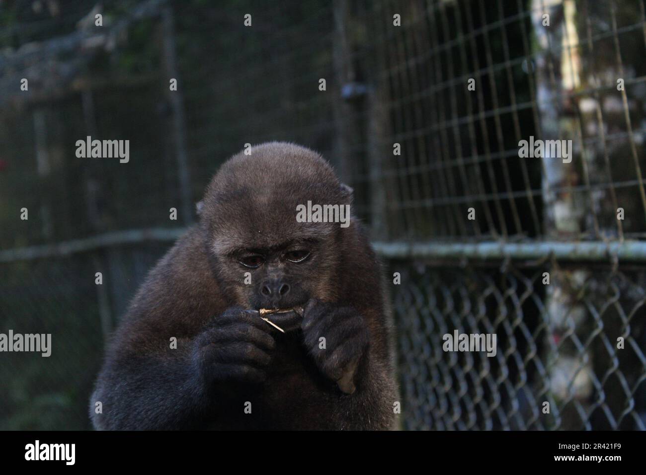 adorable juvenile monkey Stock Photo - Alamy