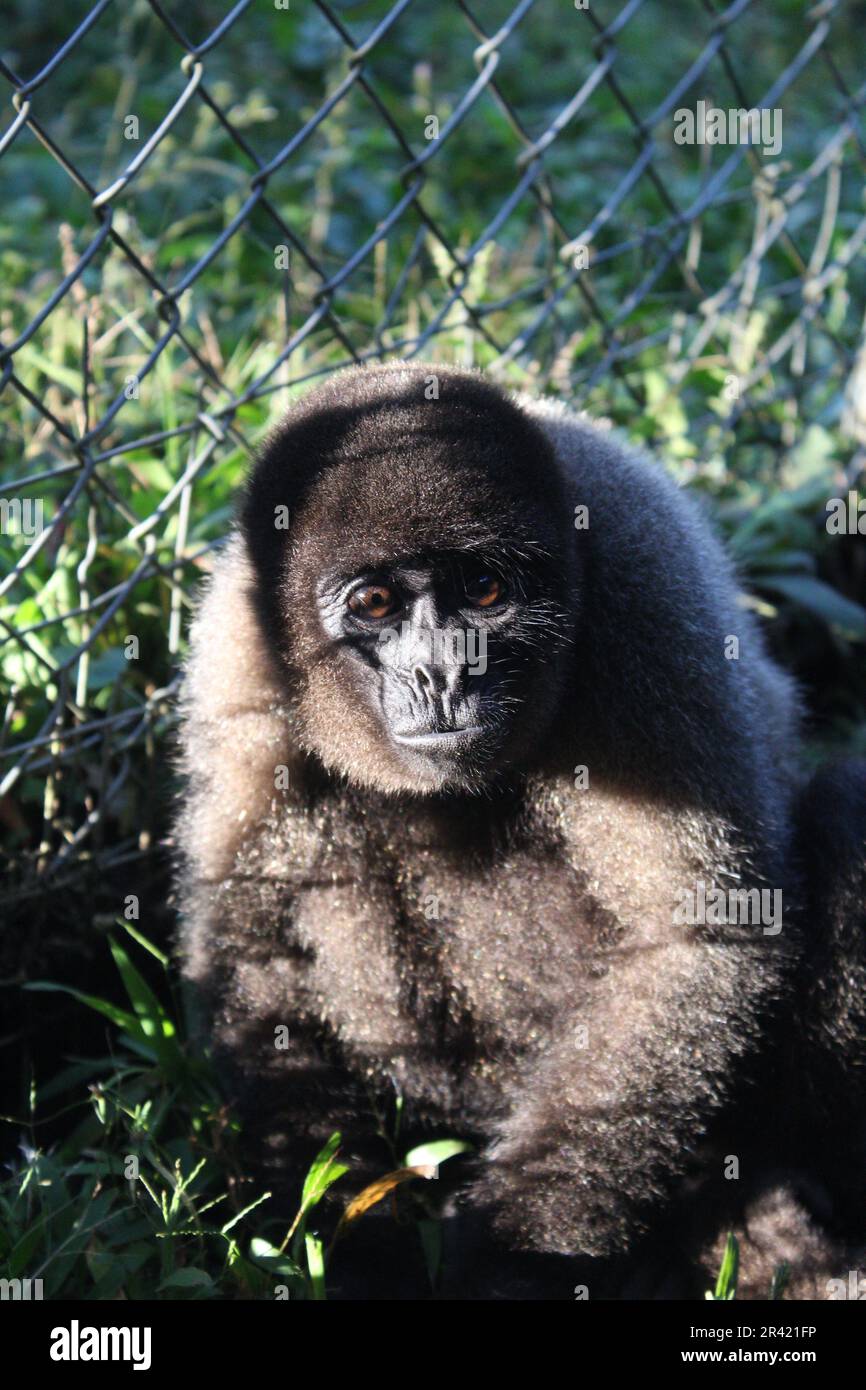 adorable juvenile monkey Stock Photo - Alamy