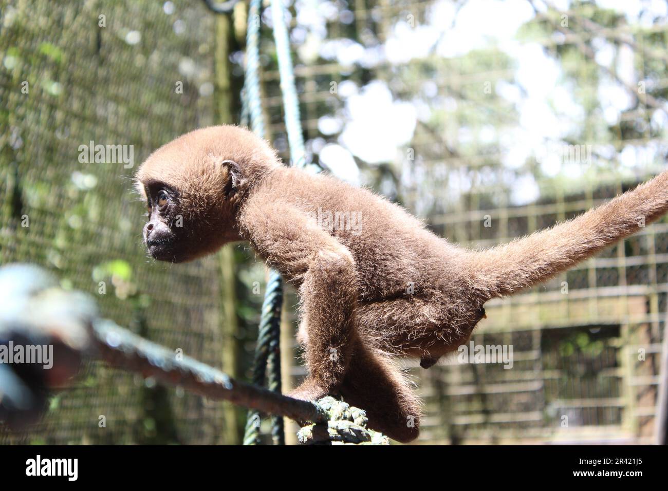 Amazon monkey rescue hi-res stock photography and images - Alamy