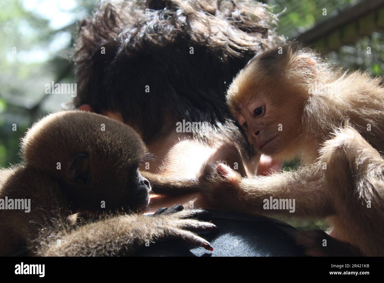 two babies monkeys interacting with a boy Stock Photo - Alamy