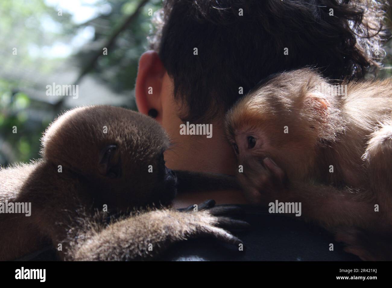 two babies monkeys interacting with a boy Stock Photo - Alamy