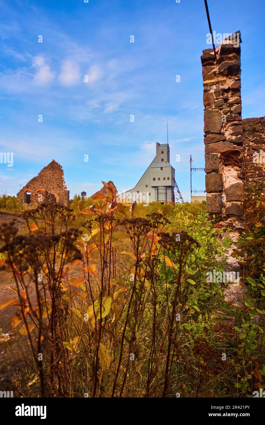Tall brown thistle plants with stone wall collapsed stone building and ...