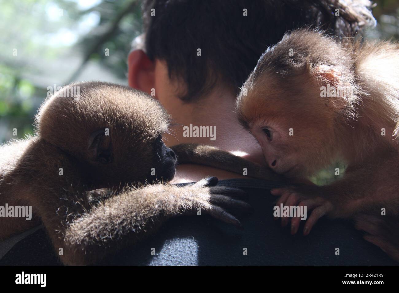 two babies monkeys interacting with a boy Stock Photo - Alamy