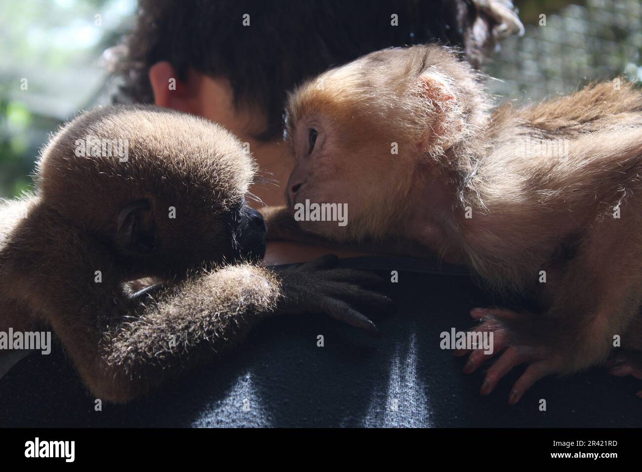 two babies monkeys interacting with a boy Stock Photo - Alamy