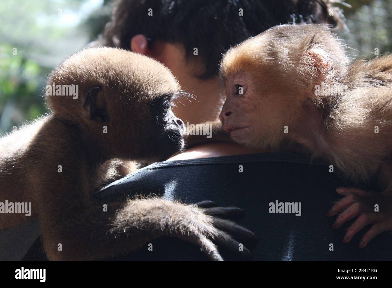 two babies monkeys interacting with a boy Stock Photo - Alamy