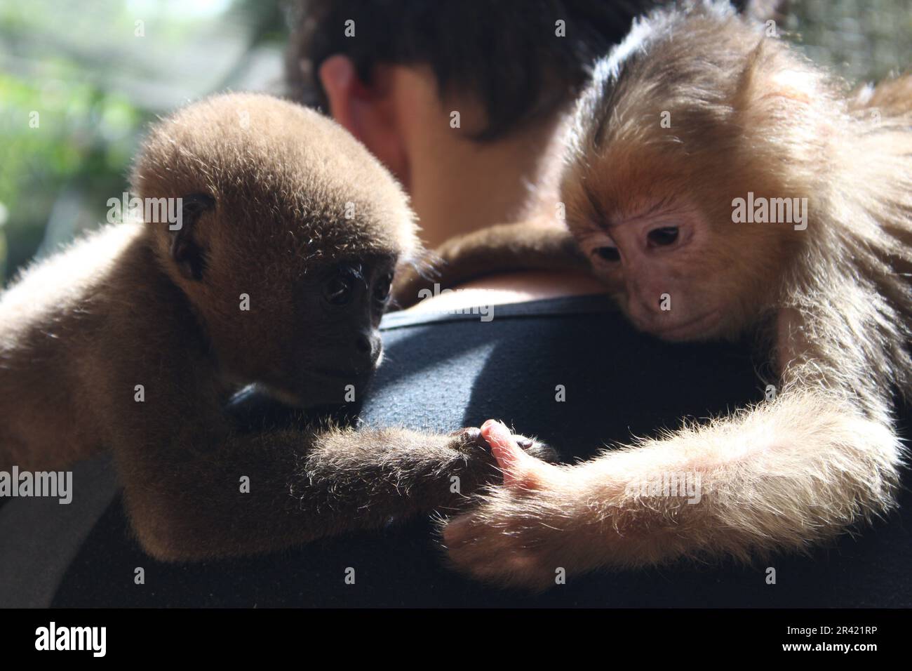 two little monkeys interacting Stock Photo - Alamy