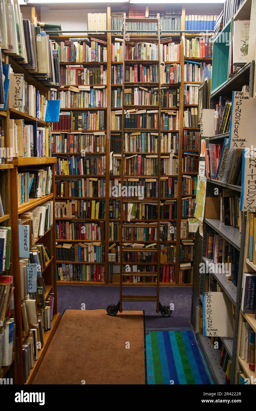 Library bookstore with bookshelves, ladder, books, carpet, and walls of ...