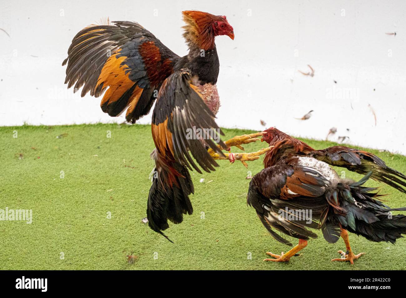 Gallos De Pelea Un Gallo Con Un Cuchillo Mata A Su Dueño Durante