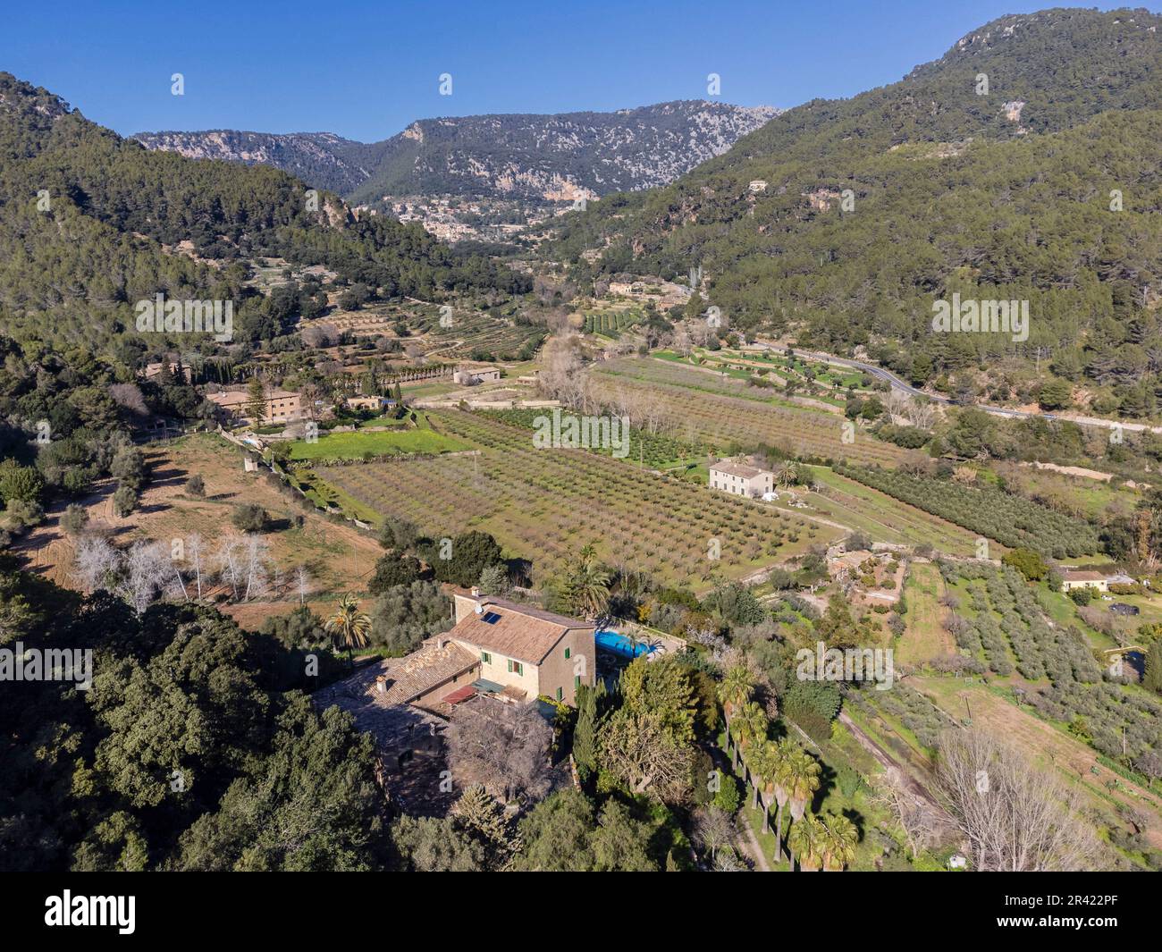 Son Brondo olive grove Stock Photo - Alamy