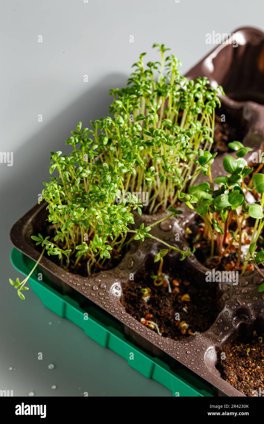 Cress types hi-res stock photography and images - Alamy