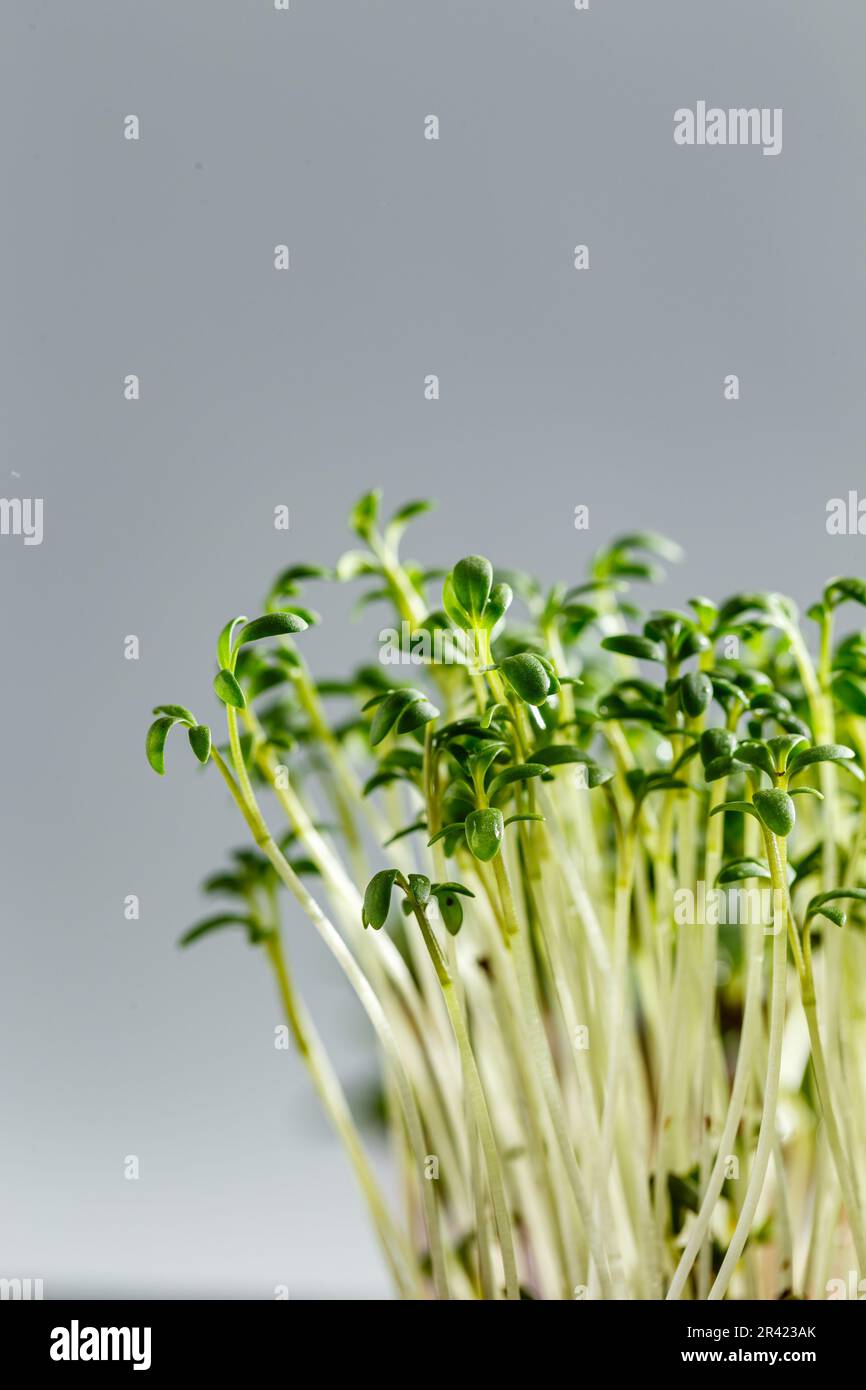 Differend types of Microgreens Stock Photo - Alamy