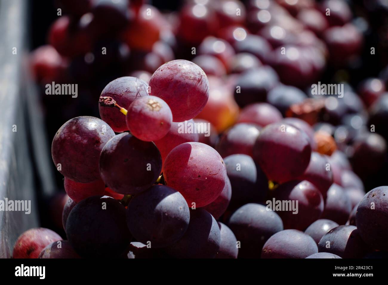 uva Callet, viña des pou de Sa Carrera, Celler Mesquida-Mora, Porreres ...