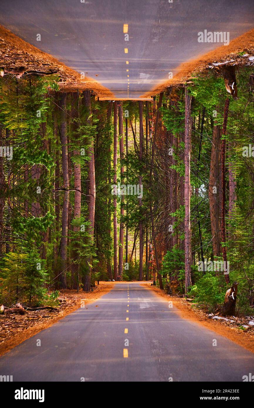 Mirrored world of Yosemite California trees in a forest that line a ...