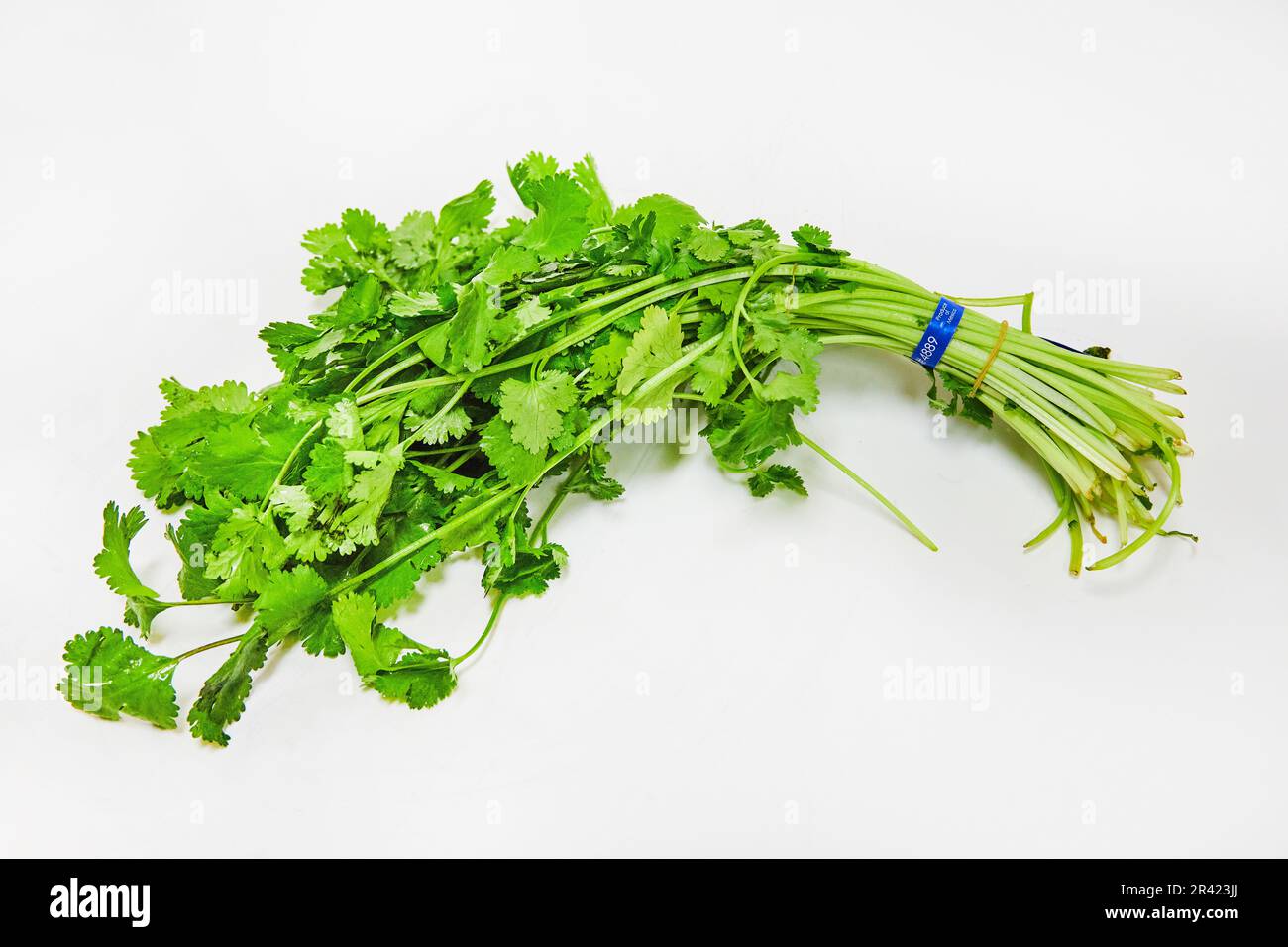 Top down view of a bundle of fresh green cilantro on white background ...