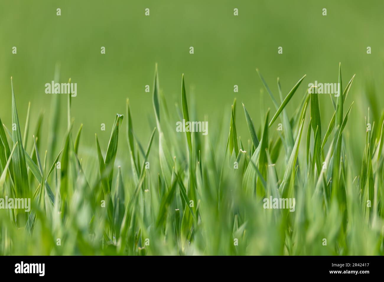 Wildflowers grass plant seasonal hi-res stock photography and images ...