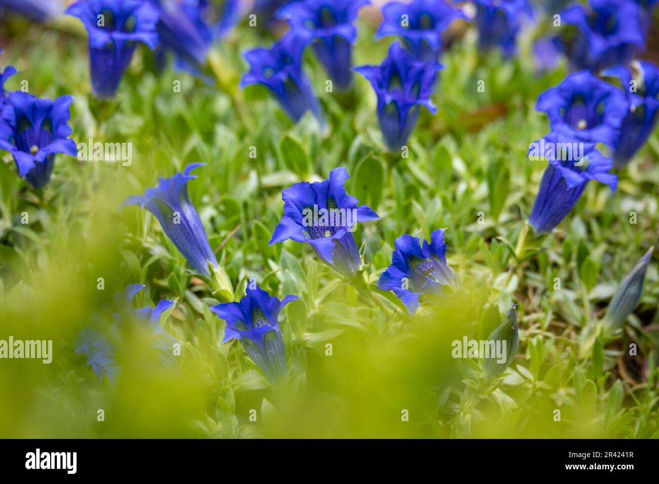 Trumpet gentiana blue spring flower in garden Stock Photo - Alamy