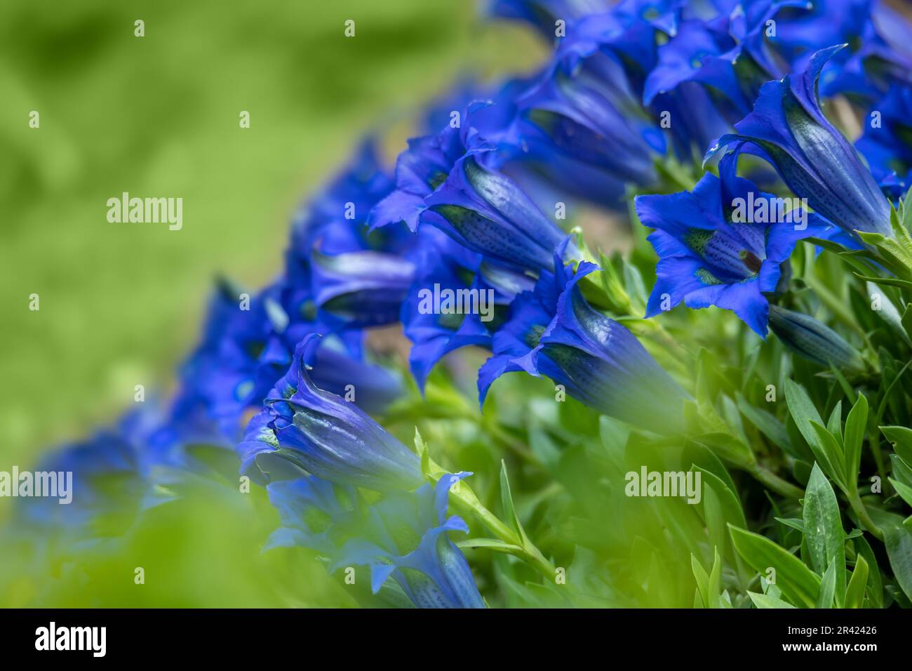 Trumpet gentiana blue spring flower in garden Stock Photo - Alamy