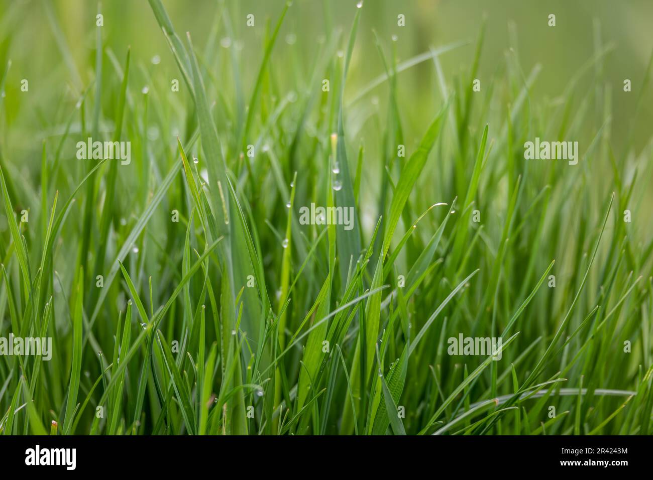 Fresh green grass plant background Stock Photo - Alamy
