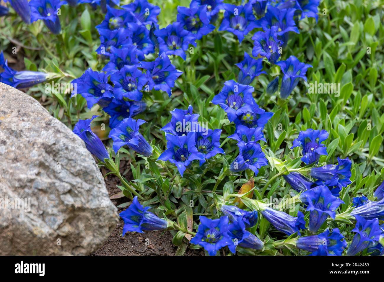 Trumpet gentiana blue spring flower in garden Stock Photo - Alamy