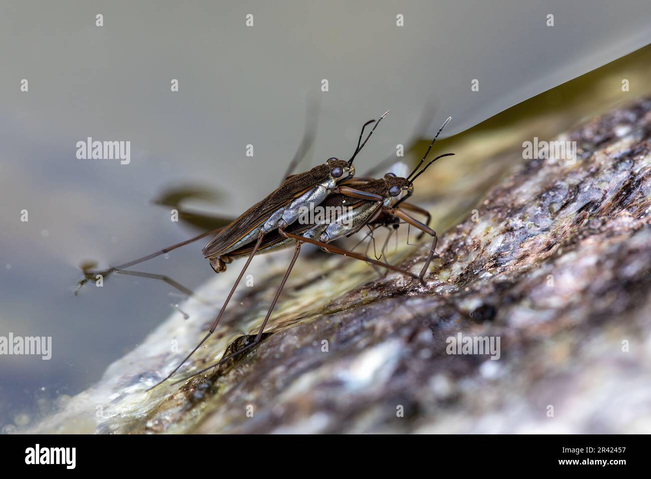 Two Gerris lacustris insects mate on the surface of a garden pond in ...