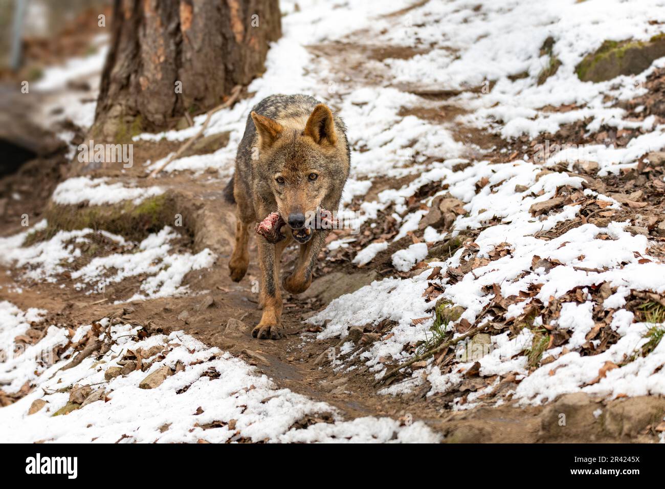Iberian wolf (Canis lupus signatus), inhabits the forest and plains in ...