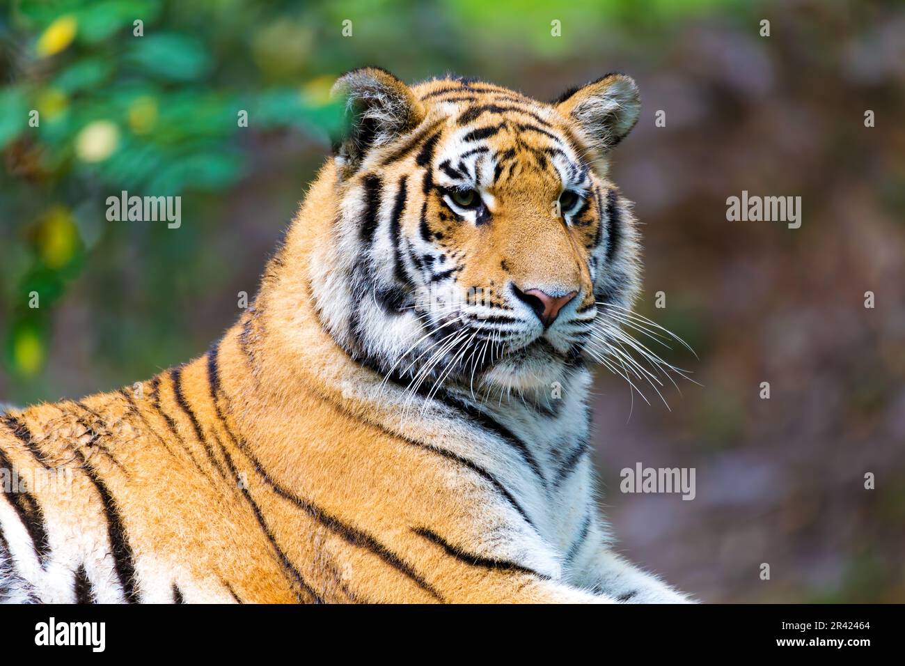 Siberian tiger, Panthera tigris altaica Stock Photo - Alamy