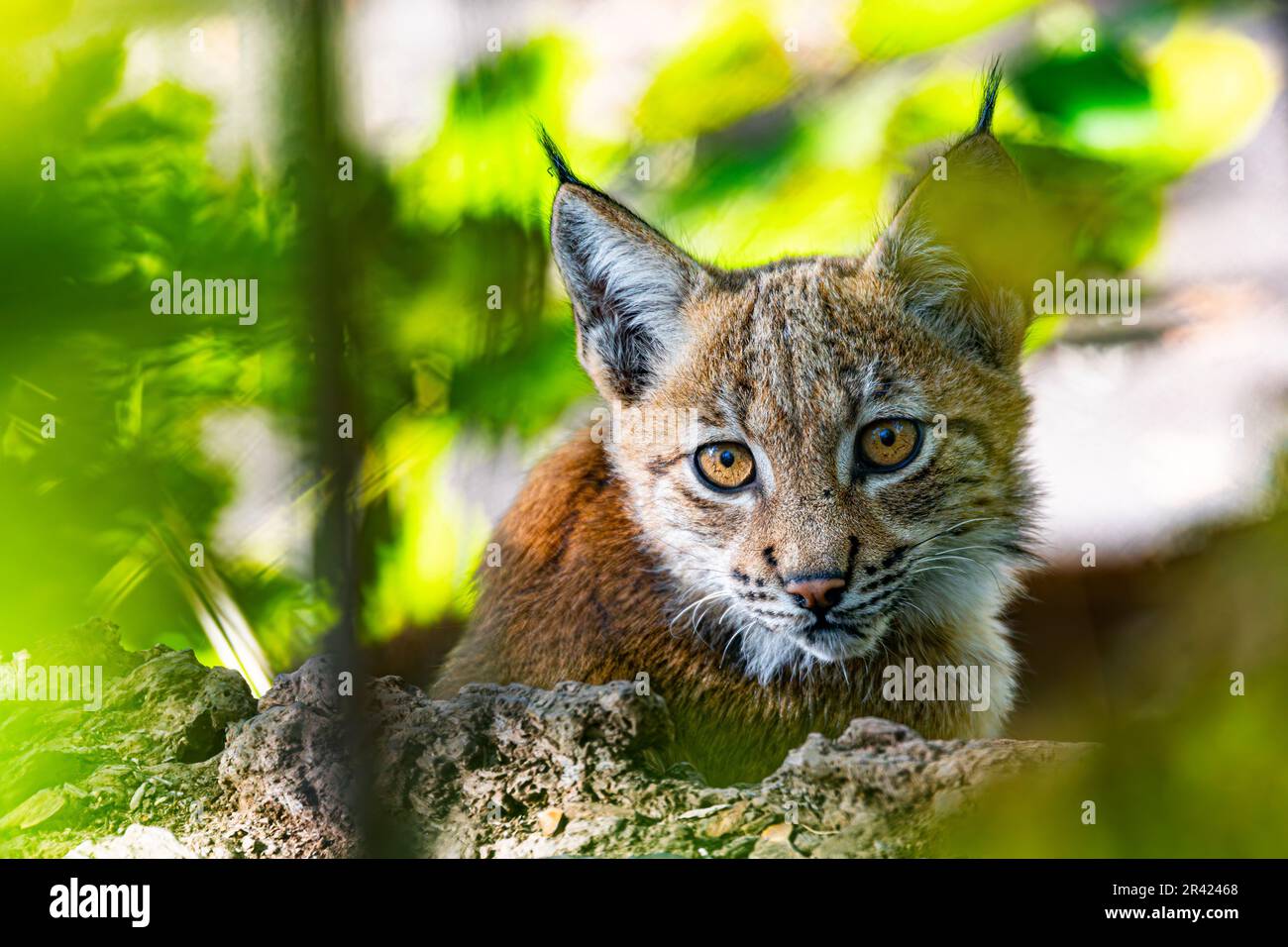 Carpathian lynx, Lynx lynx carpathicus, during the autumn Stock Photo ...
