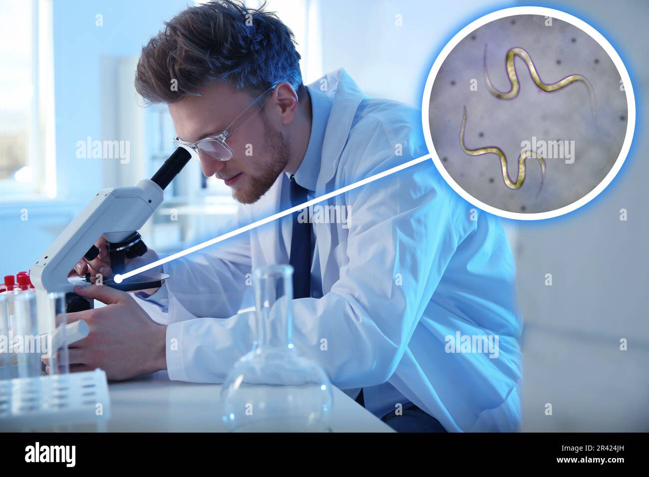 Laboratory worker using modern microscope to examine helminths indoors ...