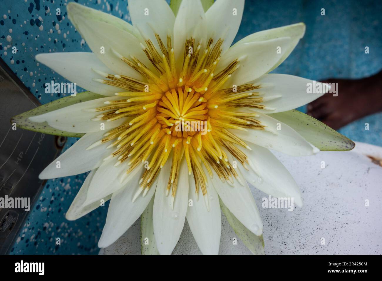 Water Lily at Laguna de Tres Palos in Acapulco, Mexico Stock Photo - Alamy