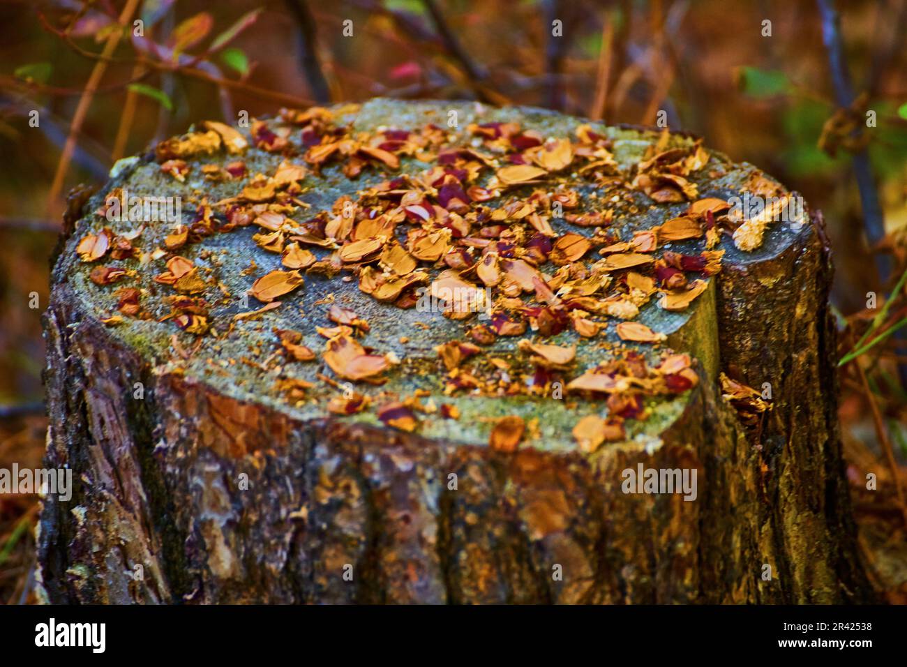 Tree stump with fallen orange and brown leaves during fall with forest ...
