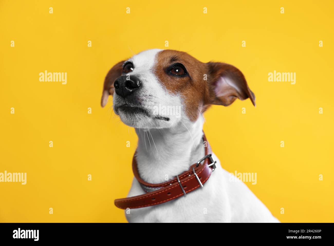 Adorable Jack Russell terrier with collar on yellow background Stock ...