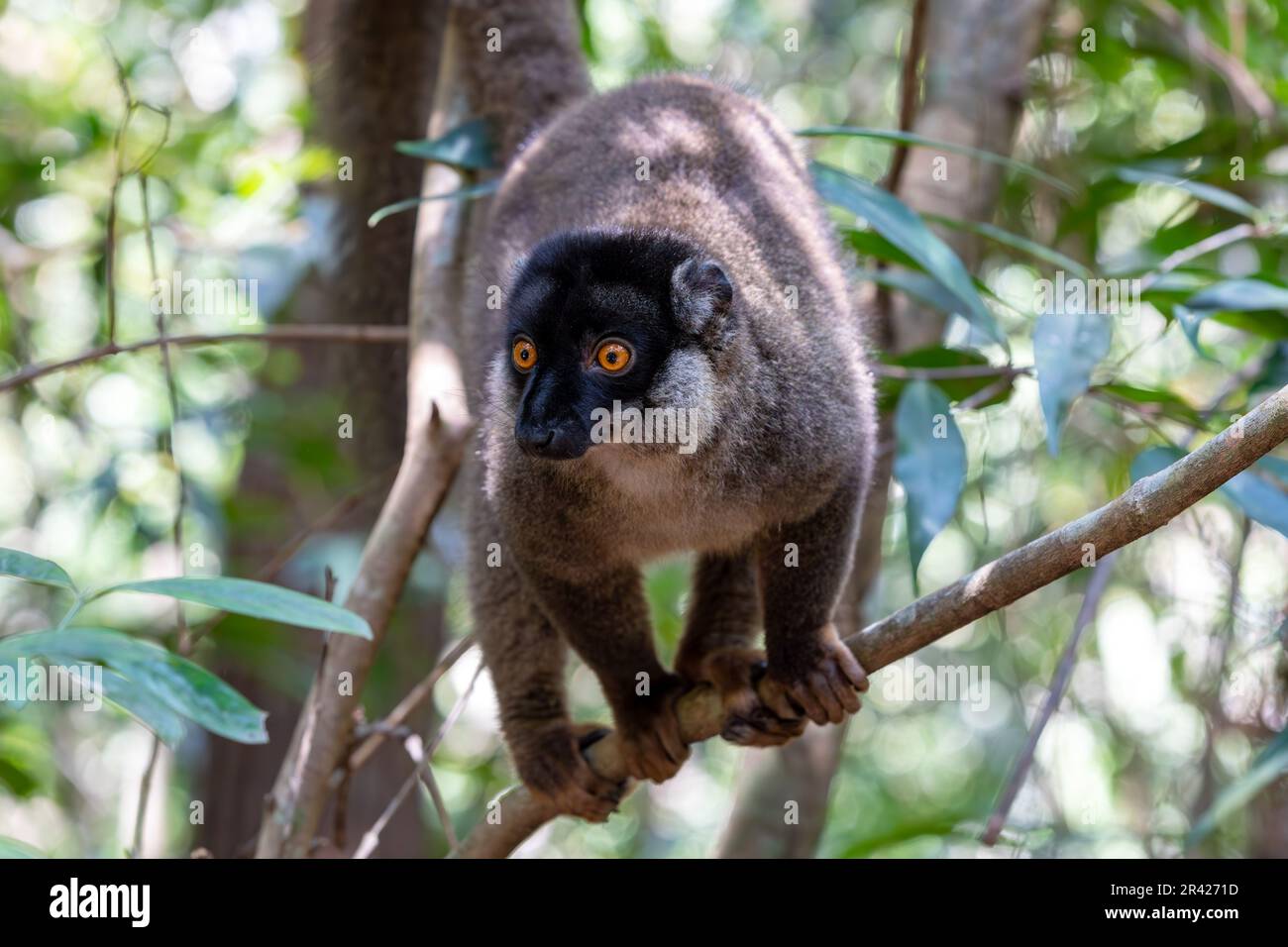 Common brown lemur, Eulemur fulvus, Madagascar wildlife animal Stock ...