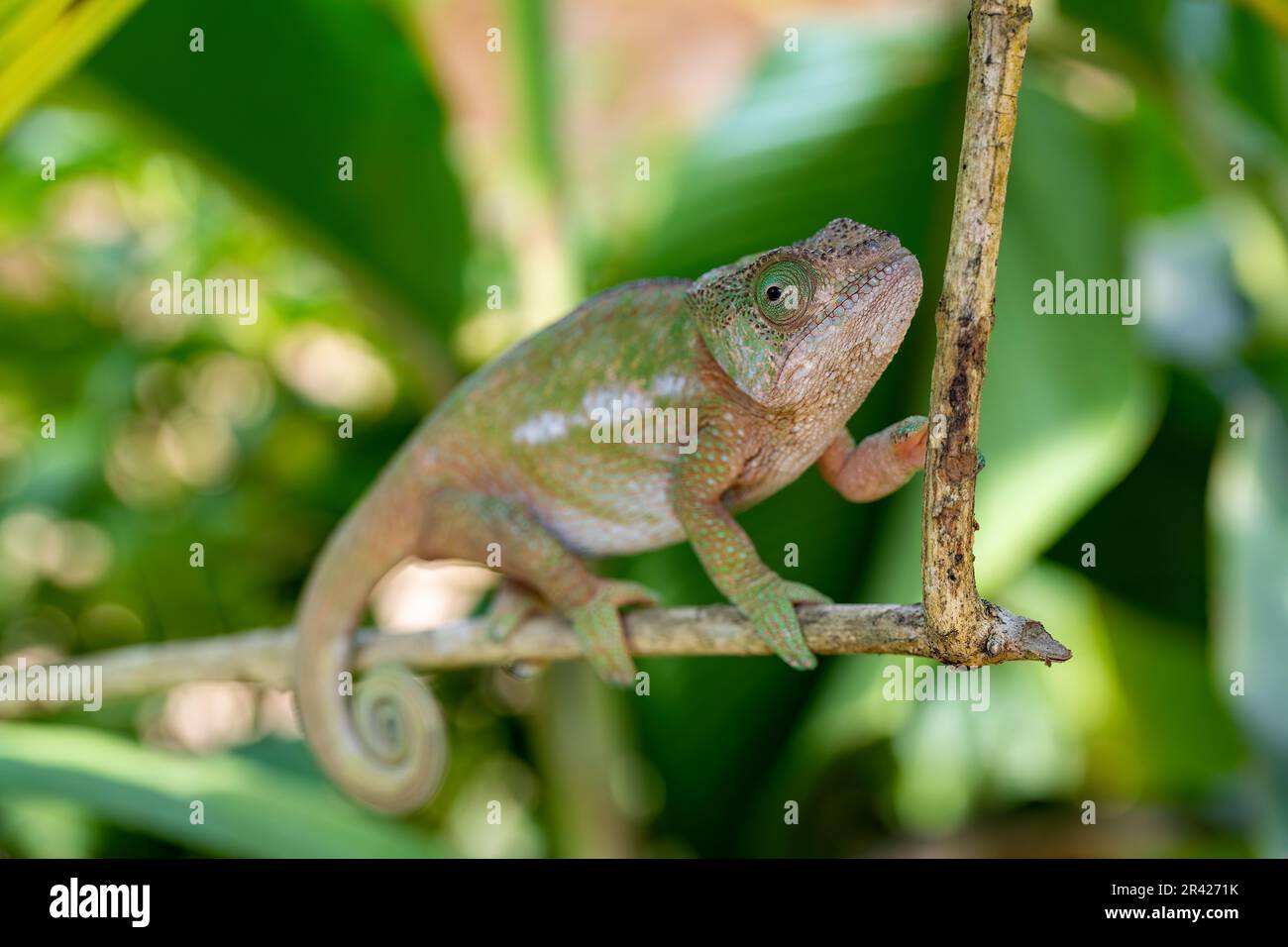 Globe-horned chameleon or flat-casqued chameleon, Calumma globifer ...