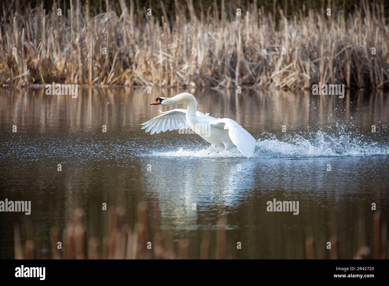 Wild bird mute swan start flying Stock Photo - Alamy