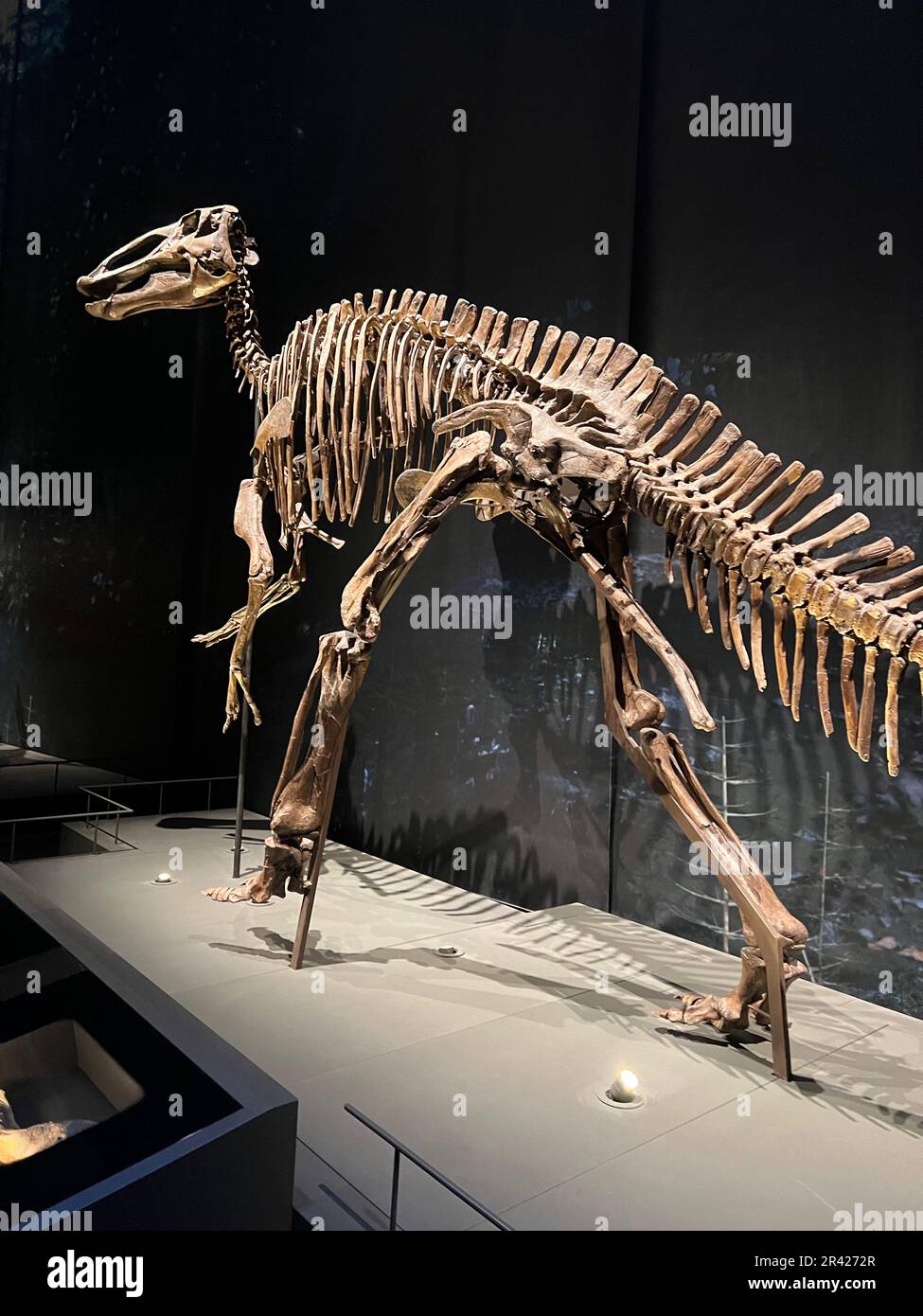 Leiden, Netherlands - June 18, 2022: Life size skeleton of ...