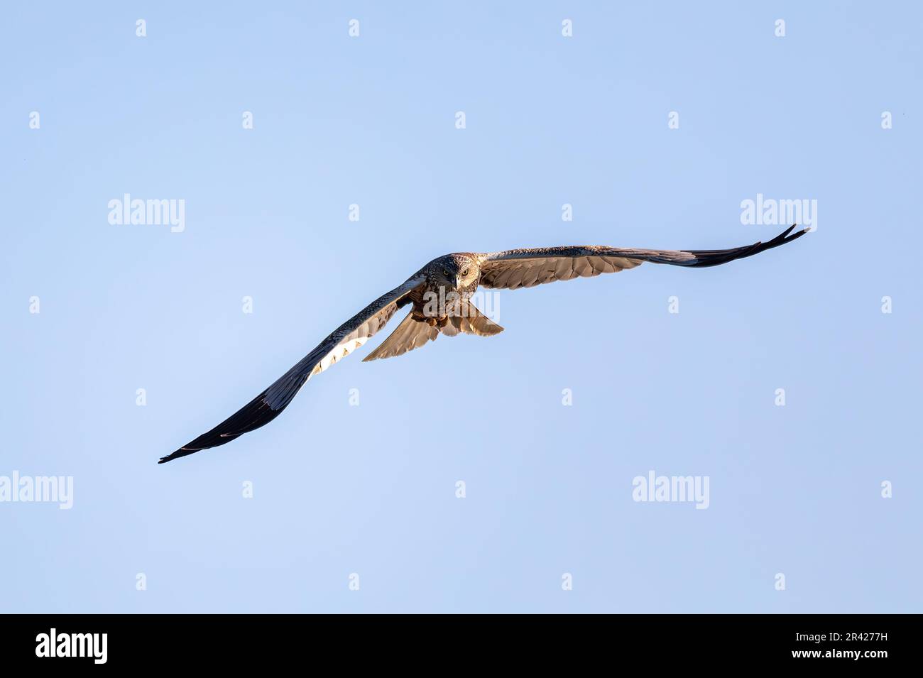 Marsh Harrier, Circus aeruginosus, Birds of prey, Europe Wildlife Stock ...