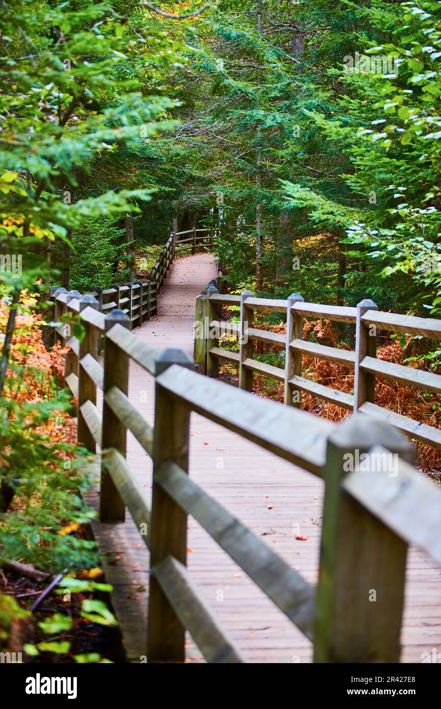 Boardwalk walkway path, trail, wood planks and fencing winding through ...