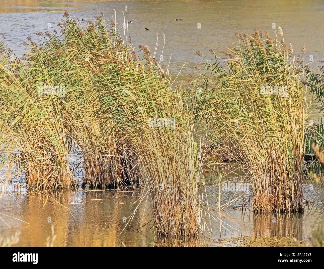 Reed 'Phragmites australis Stock Photo - Alamy