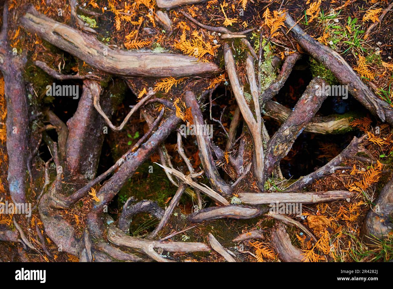 Crisscrossing tree roots on vibrant forest floor of green, orange, and ...