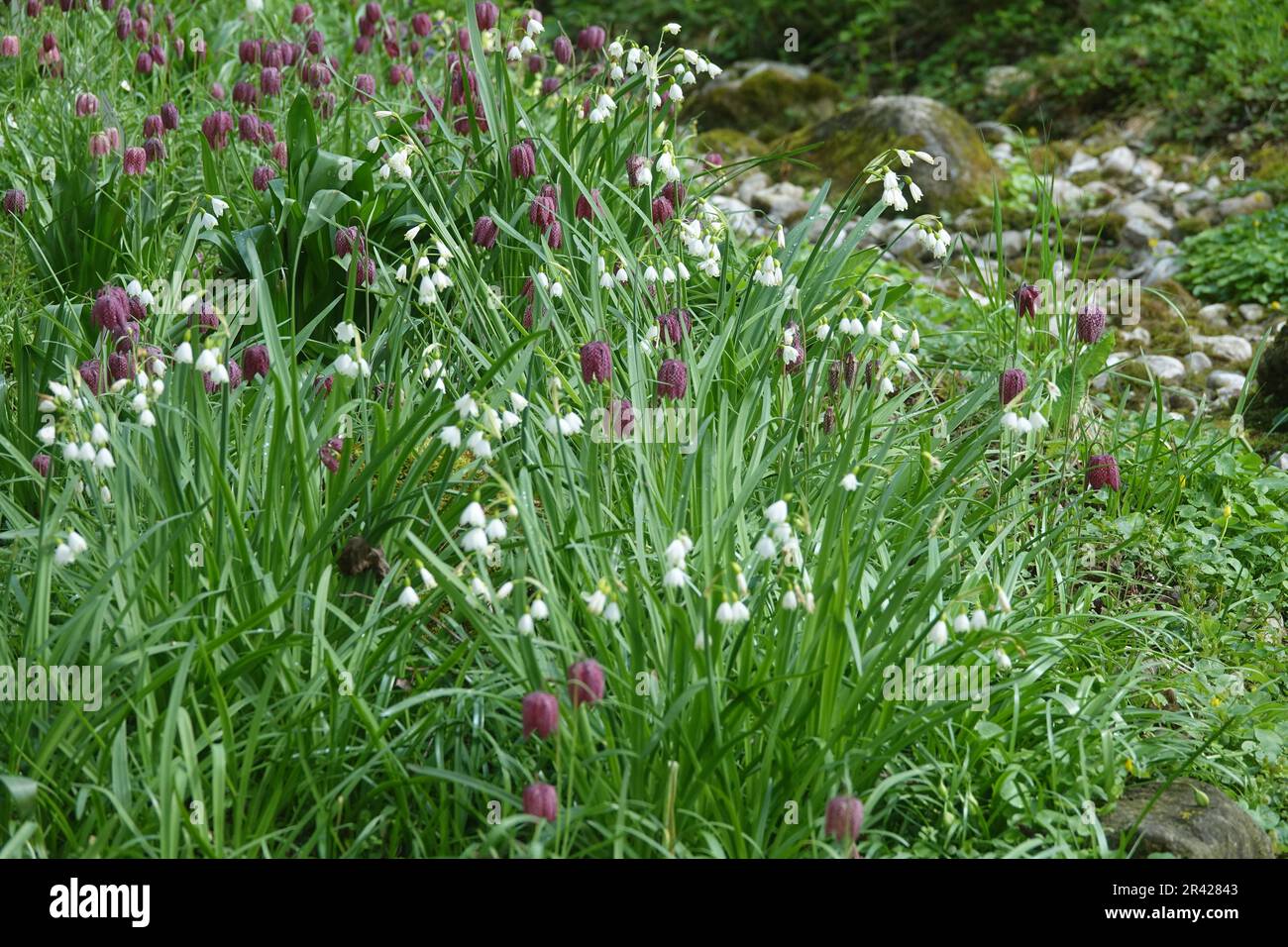 Summer bulbs lilies hi-res stock photography and images - Alamy