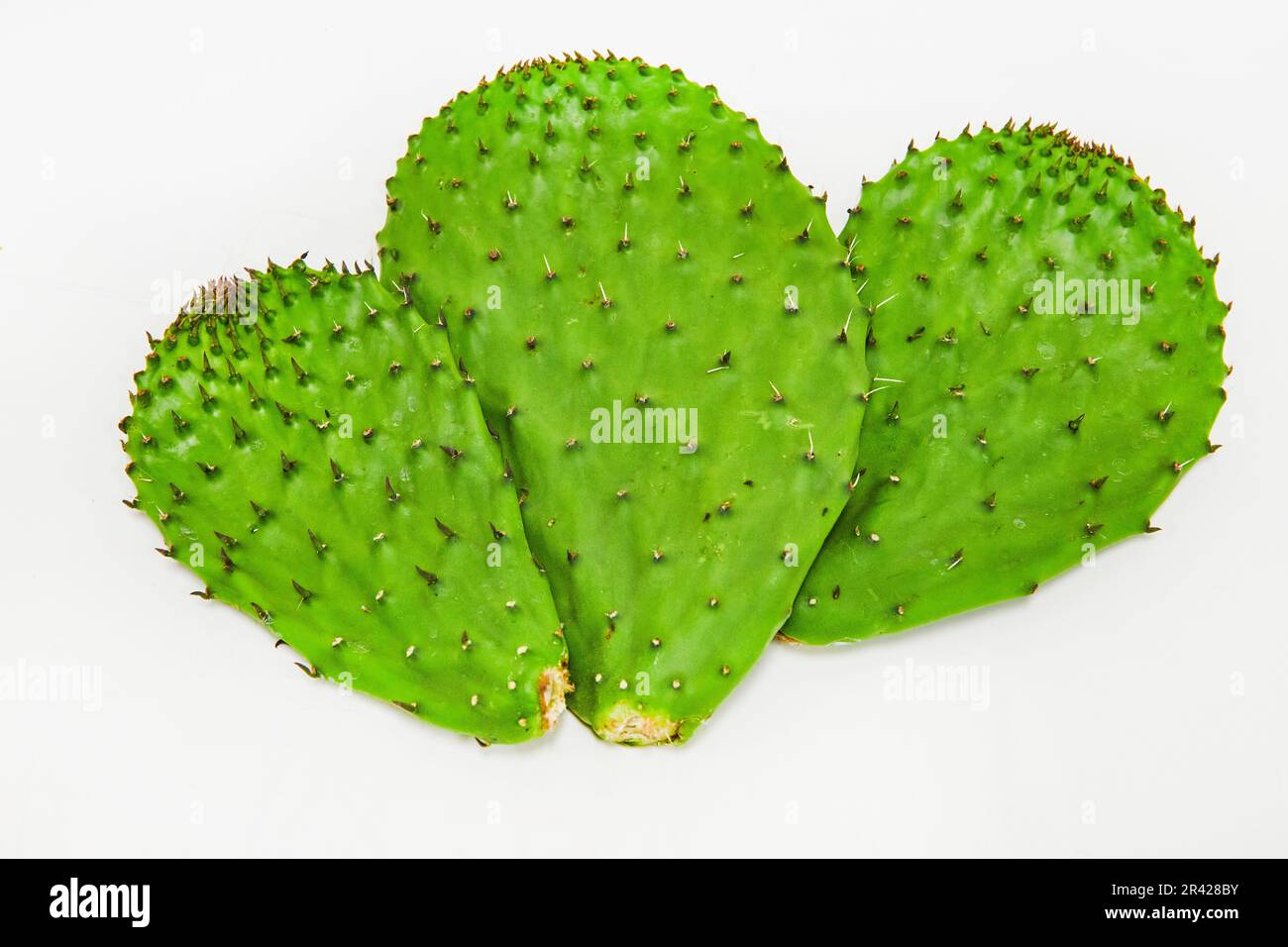 Cactus seed pod hi-res stock photography and images - Alamy