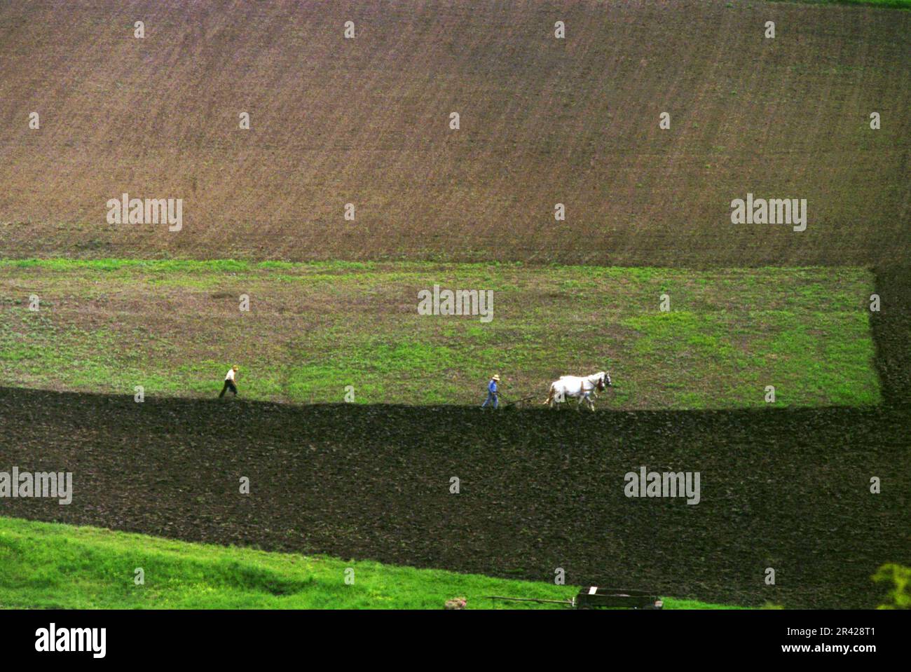 Maramures County, Romania, 2001. Man plowing a field with horses, while ...